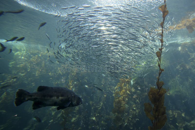 Fish Ball stock photo. Image of marine, coast, dangerous - 22242890