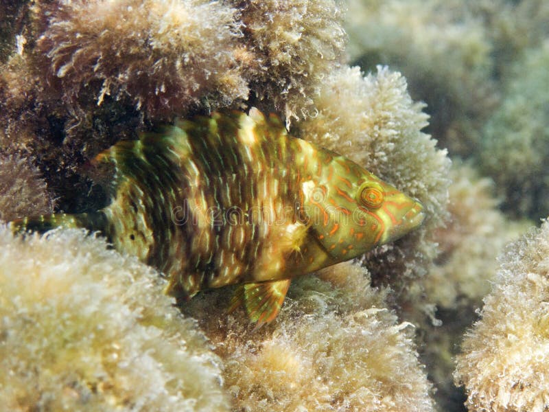 Fish: Ballan wrasse stock image. Image of underwater, ocean - 9506295