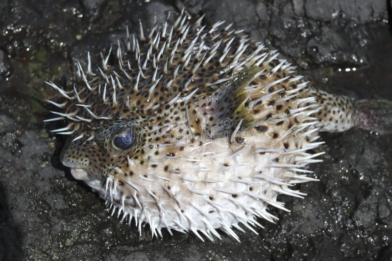 Fish balloon stock photo. Image of happiness, conceptual - 8934064