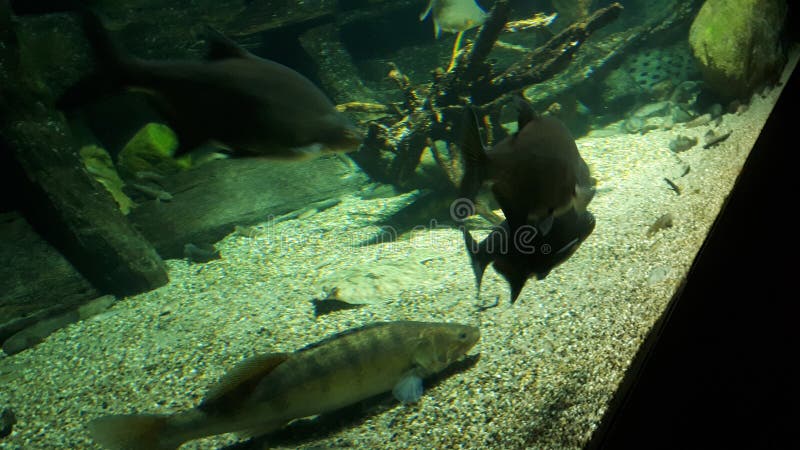 Fish in the Baltic See stock image. Image of water, diving - 155116505
