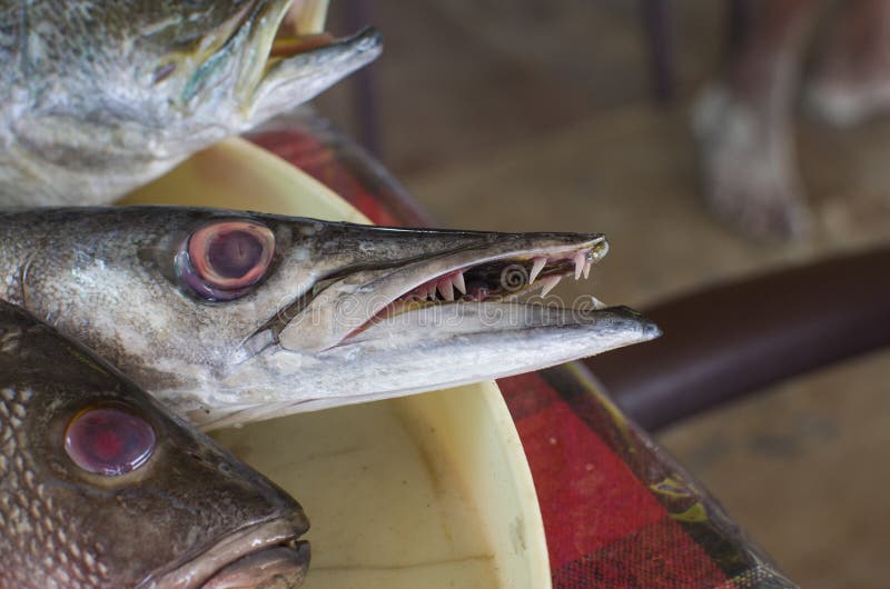 Fish a Barracuda with Teeth Stock Image - Image of fish, fishery: 62580755