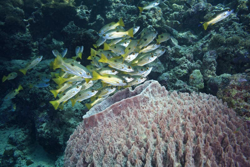 Fish with Barrel Sponge stock photo. Image of coral, salt - 10363160