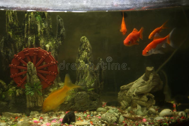 Fish Basin in the Nordic Sea with Snowy Mountains of the Lofoten ...