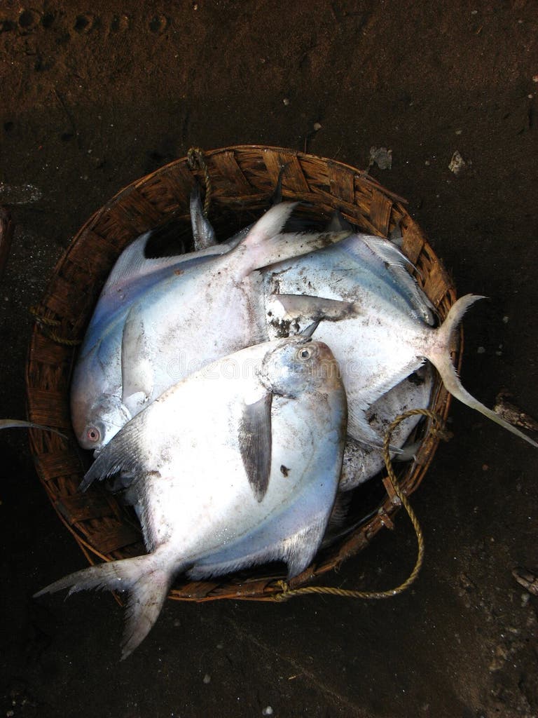 2,879 Fish Baskets Stock Photos - Free & Royalty-Free Stock Photos from ...