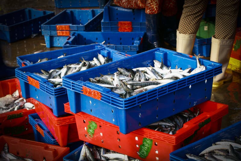 Freshwater Fish In The Basket. Stock Photo - Image of various, lake ...