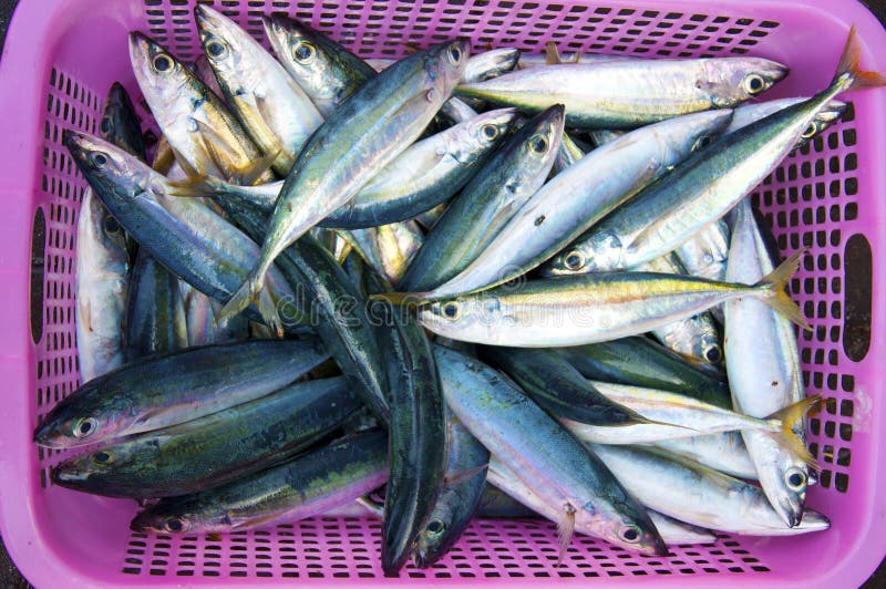 Fish in a basket stock photo. Image of fishing, fishermen - 52351246