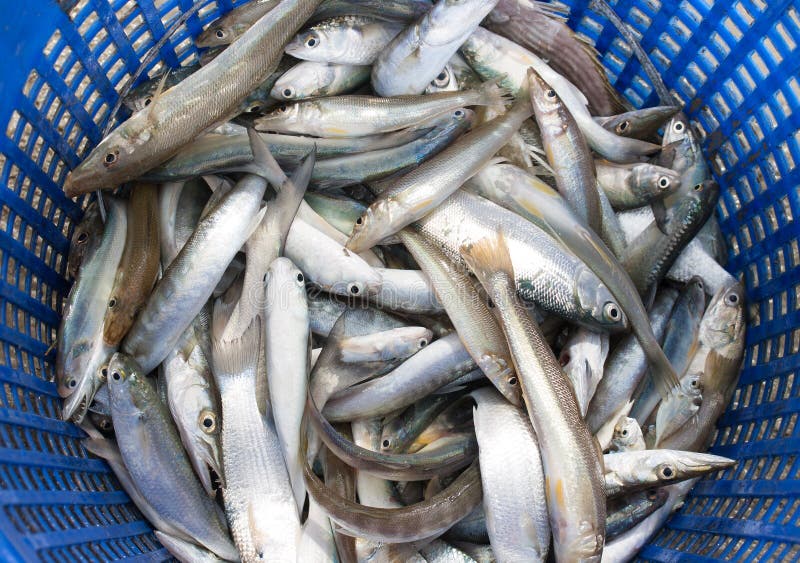 Fish in basket stock photo. Image of health, fishery - 43746756