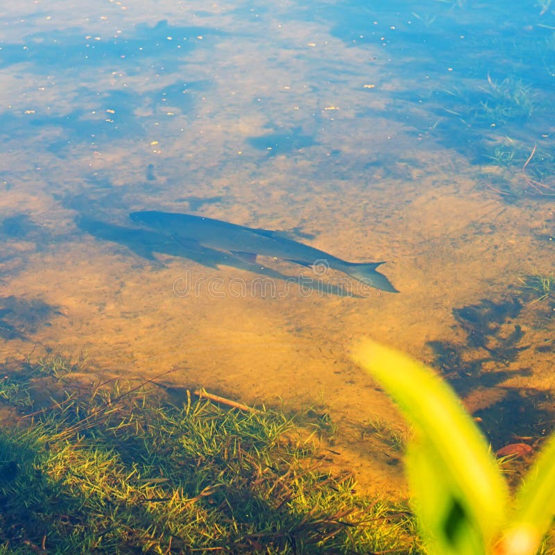 Fish Basks on a Sunny Day in Shallow Water in a River Stock Photo ...