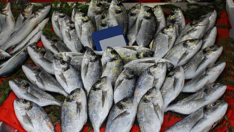 Fish bazaar stock photo. Image of catch, cooler, animal - 42744744