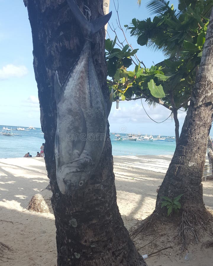 Fish stock photo. Image of boracay, clear, water, beach - 71740386