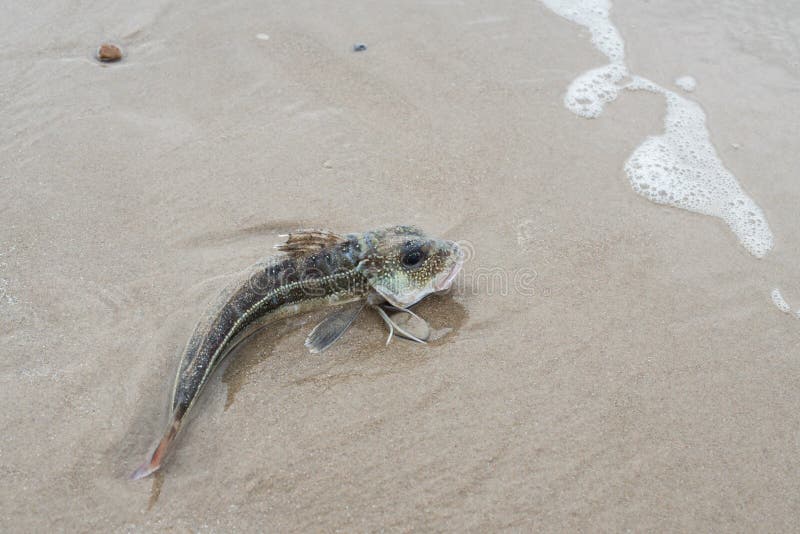 Fish on the beach sand stock photo. Image of dead, beach - 166560418