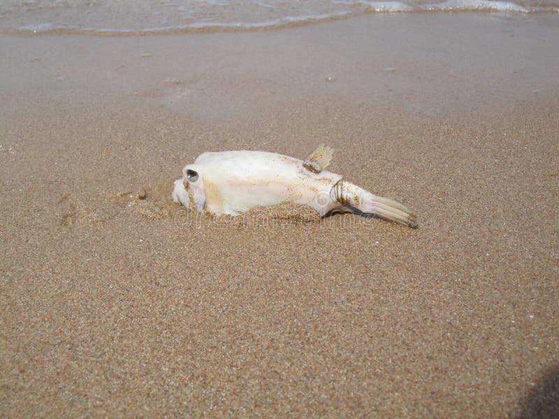 Fish on the beach stock image. Image of water, seaside - 43428155