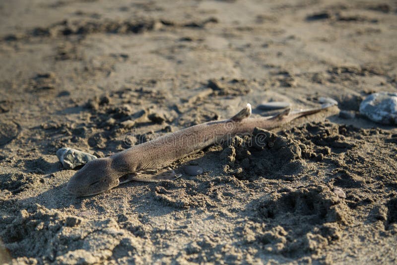 Fish on Beach at Sunset in Cornwall, England Stock Photo - Image of ...