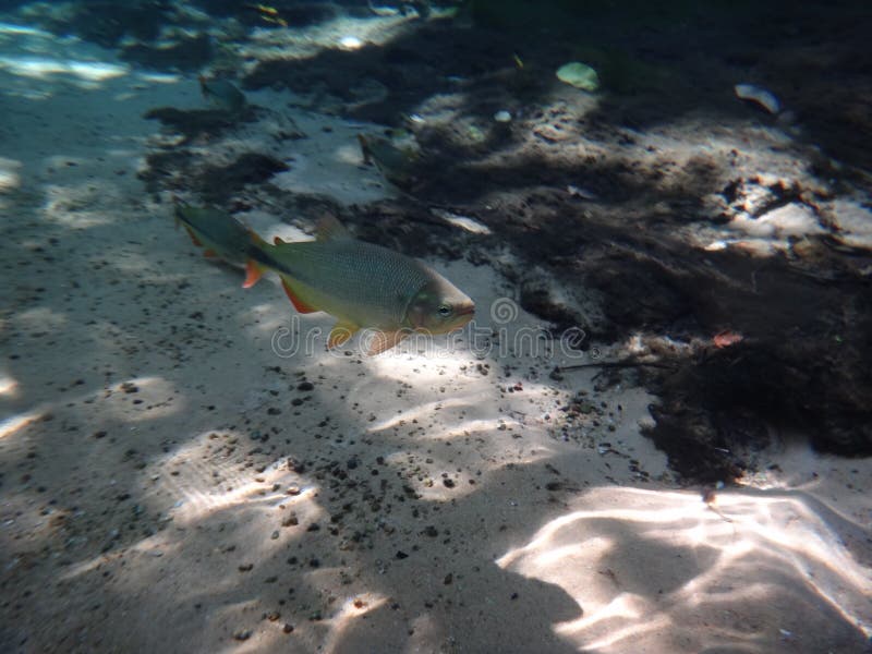 Fish on the river bottom stock image. Image of catch - 105078871