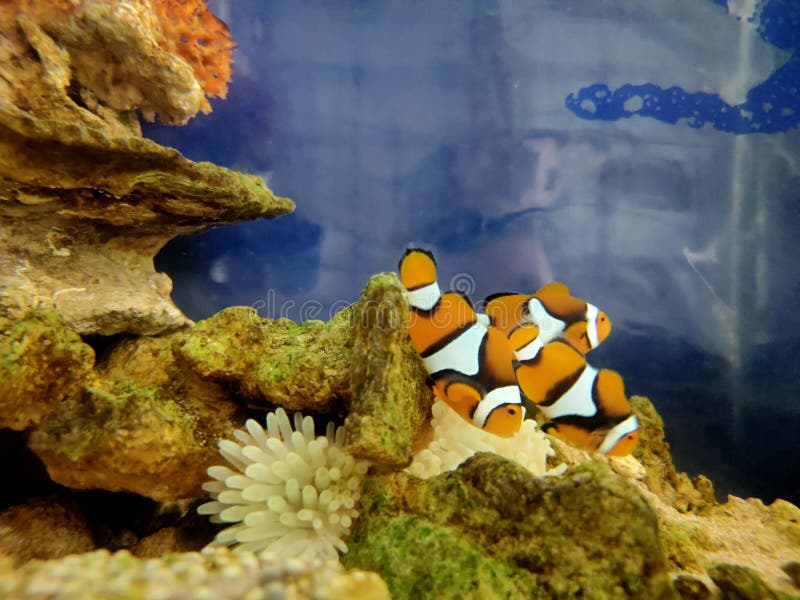 Fish Beautiful Cute Sea Nemo Reef Stock Photo - Image of rees, fish ...