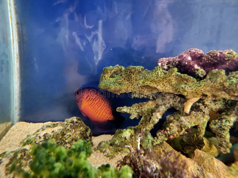 Fish Beautiful Cute Sea Reef Orange Stock Image - Image of coral ...