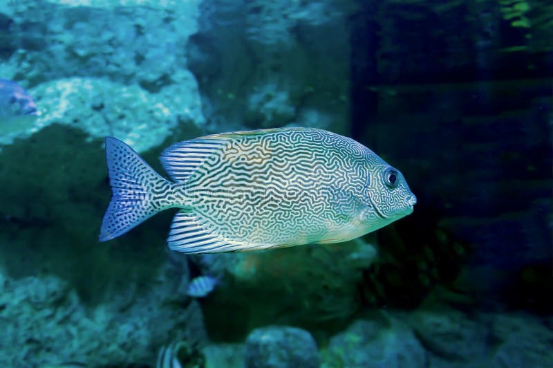 Fish with a Beautiful Labyrinth Pattern Stock Photo - Image of rock ...