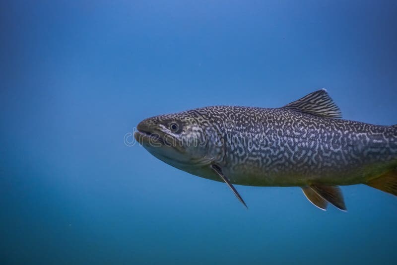 Fish with Beautiful Pattern Side View in a Lake Stock Photo - Image of ...
