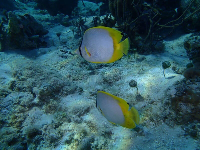 2fish Stock Photos - Free & Royalty-Free Stock Photos from Dreamstime