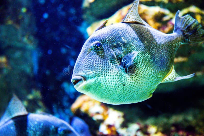 Fish stock image. Image of nemo, medusa, coral, beauty - 98355251