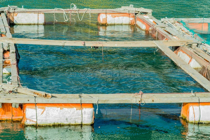 Fish Being Held in Floating Enclosure Stock Image - Image of fish ...