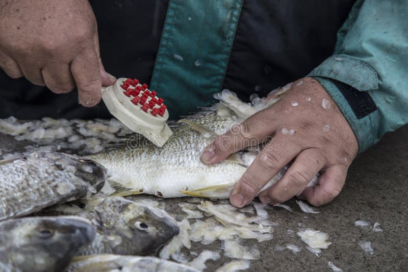 Preparing Raw Fish from the Days Fishing Catch in the Kitchen on a ...
