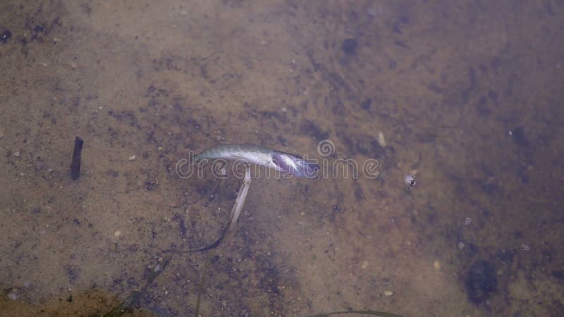 Fish Belly Up. Close Up. Dead Pike Fish on the Surface of the Water ...