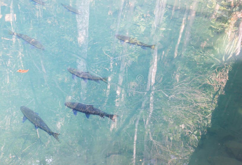 Fish Below the Surface in a Pool of Clear Water. Stock Image - Image of ...