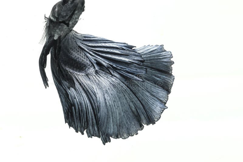 Fish Betta stock image. Image of moon, wallpaper, thailand - 92055141