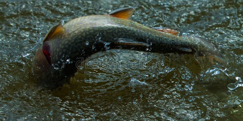 Flipping fish. stock image. Image of meal, caucasian - 22958059