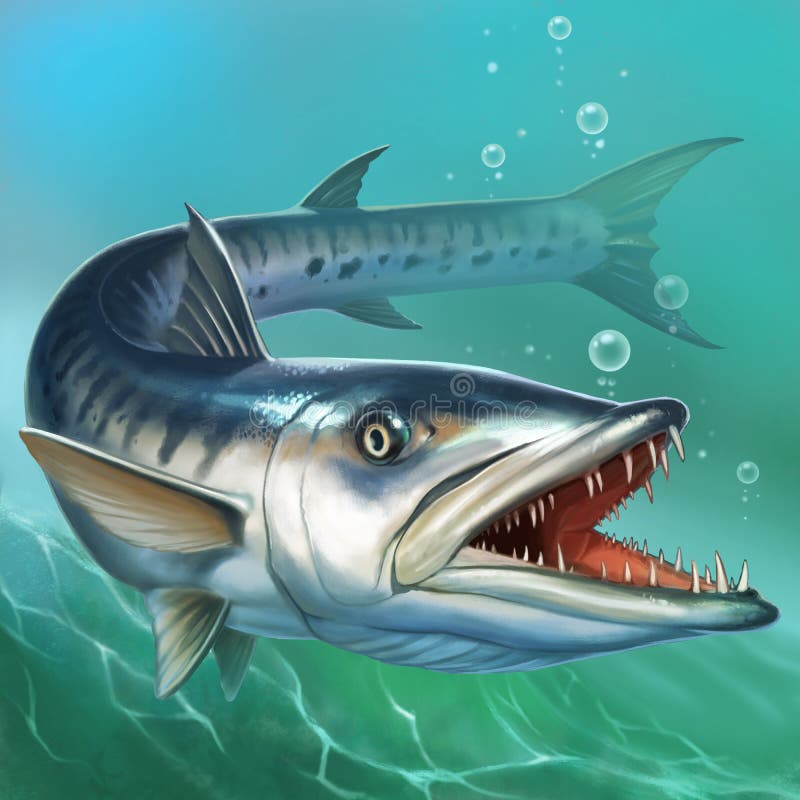 Barracuda Stock Illustrations – 1,073 Barracuda Stock Illustrations ...