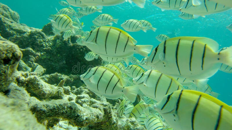 Big Group of Yellow Fish Swimming Underwater at Maldives Stock Image ...