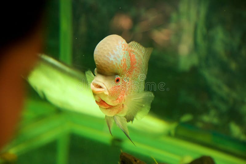 Fish with big head stock photo. Image of aqua, fauna - 62586824