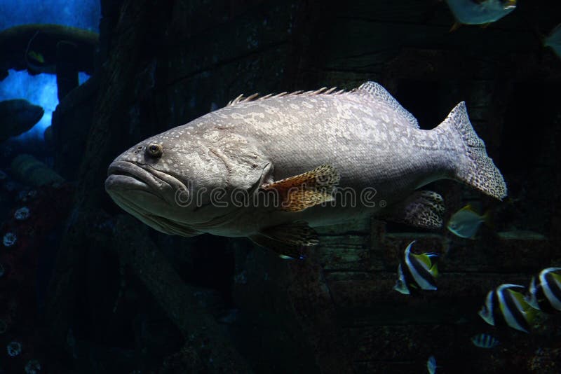 Fish stock photo. Image of animals, fish, activity, predator - 79353244