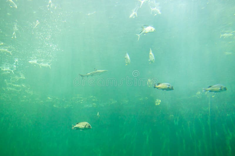 Fish for Big Fish Tank, Focus Selective Stock Photo - Image of swim ...