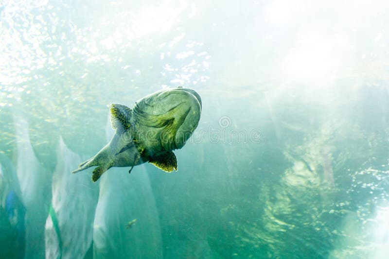 Fish for Big Fish Tank, Focus Selective Stock Image - Image of bowl ...