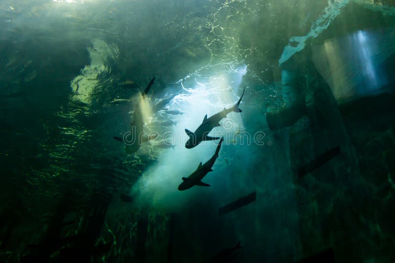 Fish for Big Fish Tank, Focus Selective Stock Photo - Image of aqua ...