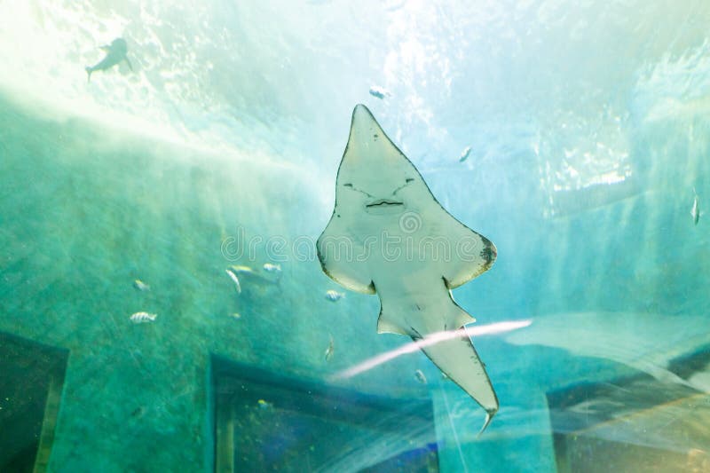 Fish for Big Fish Tank, Focus Selective Stock Photo - Image of aquatic ...