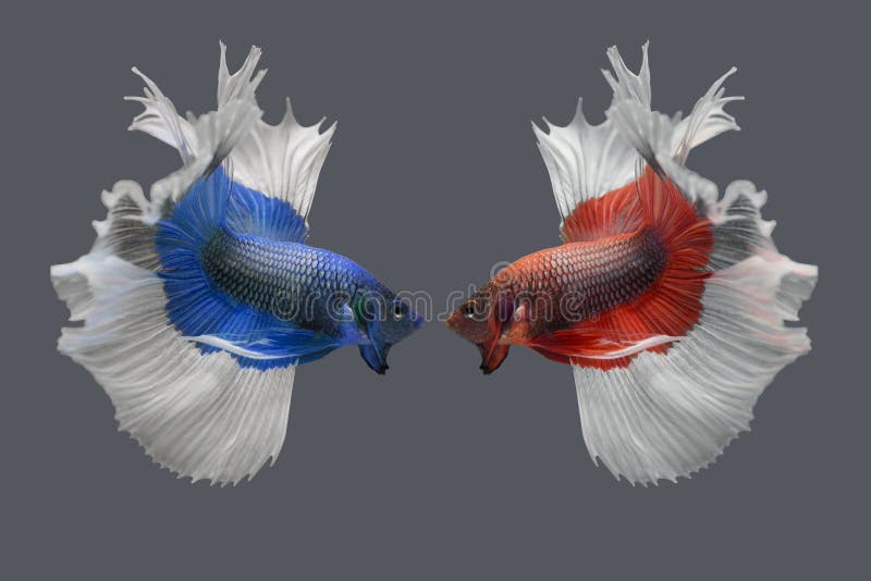 Fish bite at the fight stock photo. Image of design - 188524514