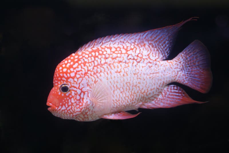 Fish on black background stock photo. Image of fishtank - 8784448