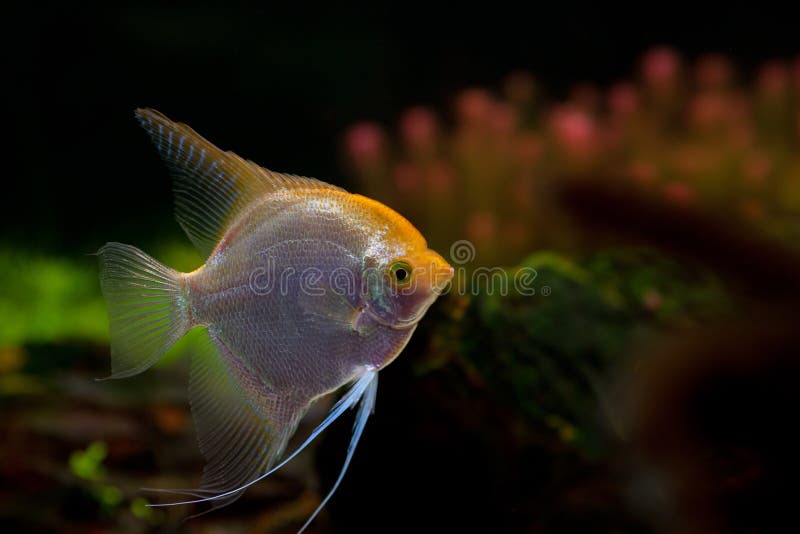 Fish on a black background stock photo. Image of nature - 51155562