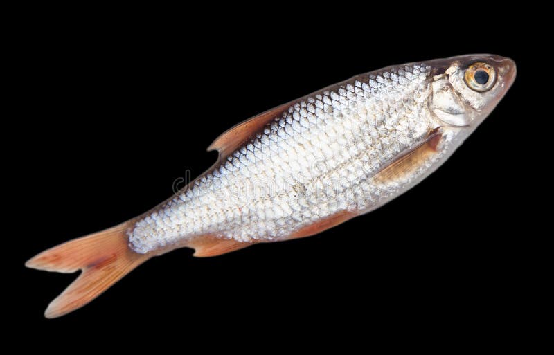 Fish on black background stock photo. Image of edible - 100864920