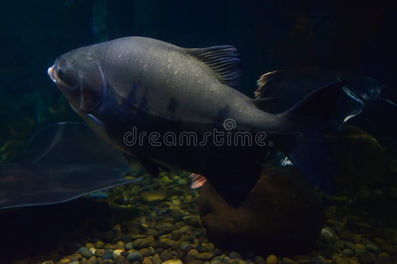 Fish black pacu stock photo. Image of aquarium, water - 54455398