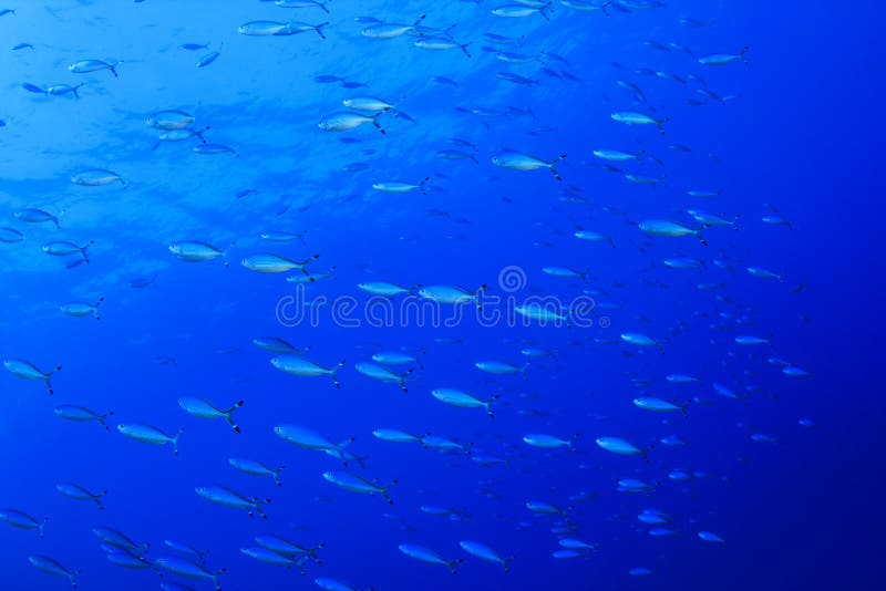 Fish on blue background stock photo. Image of coral, reef - 25502800