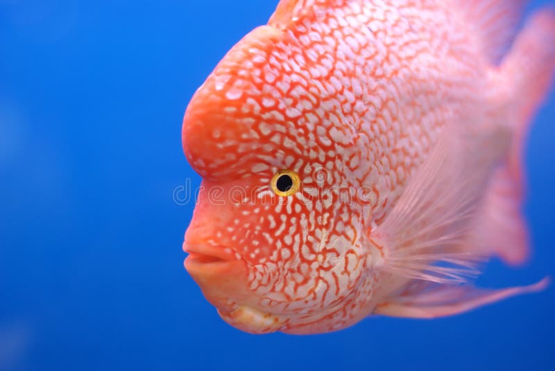 Fish On Blue Background Picture. Image: 8784470