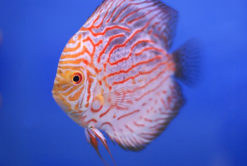 Fish on blue background stock image. Image of swimming - 8784791