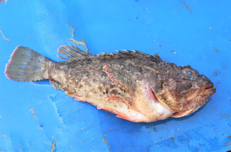 A Fish with Blue Background Stock Photo - Image of fishing, delicious ...