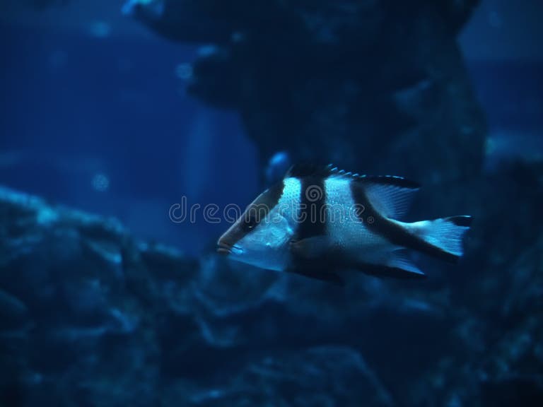 Fish at blue deep ocean stock photo. Image of marine - 84586288