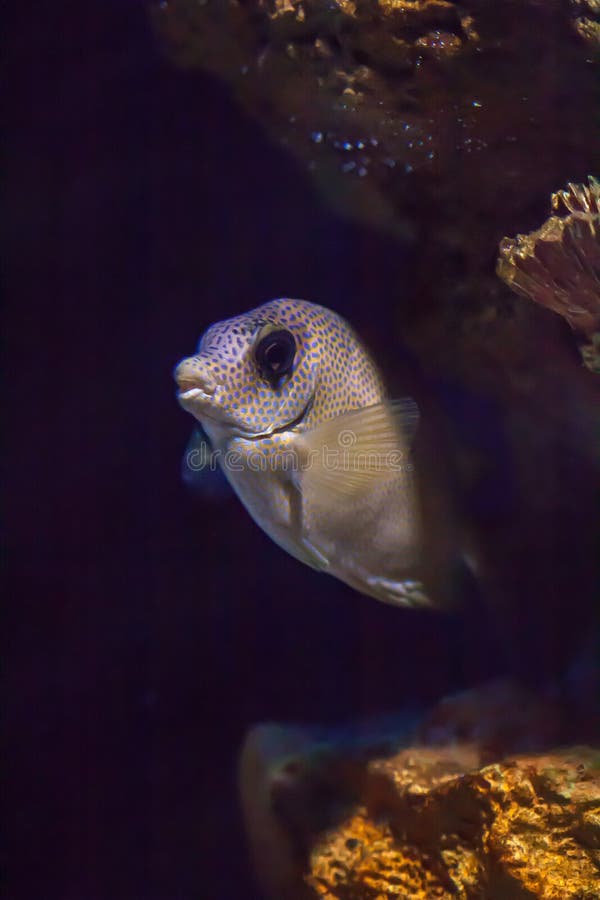 Fish with blue dots stock photo. Image of swimming, aquarium - 107339016