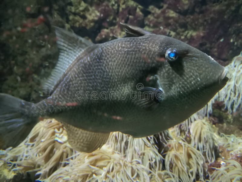 Fish with Blue Eyes Beutifull Stock Photo - Image of blue, beutifull ...